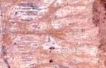 Identifying Dry Rot and Wet Rot in the Home | Garratt's Damp