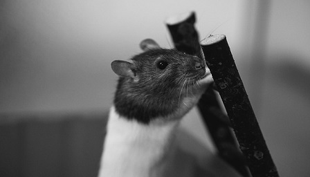 Speak the Squeak: A Conversation with Mice - Oxbridge Applications