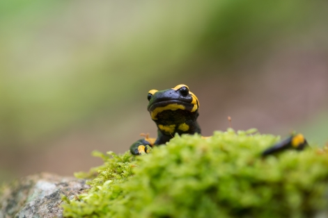 Salamanders Are Going It Alone - Oxbridge Applications