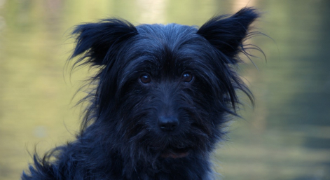 Clifford the Big Blue Dog - Oxbridge Applications