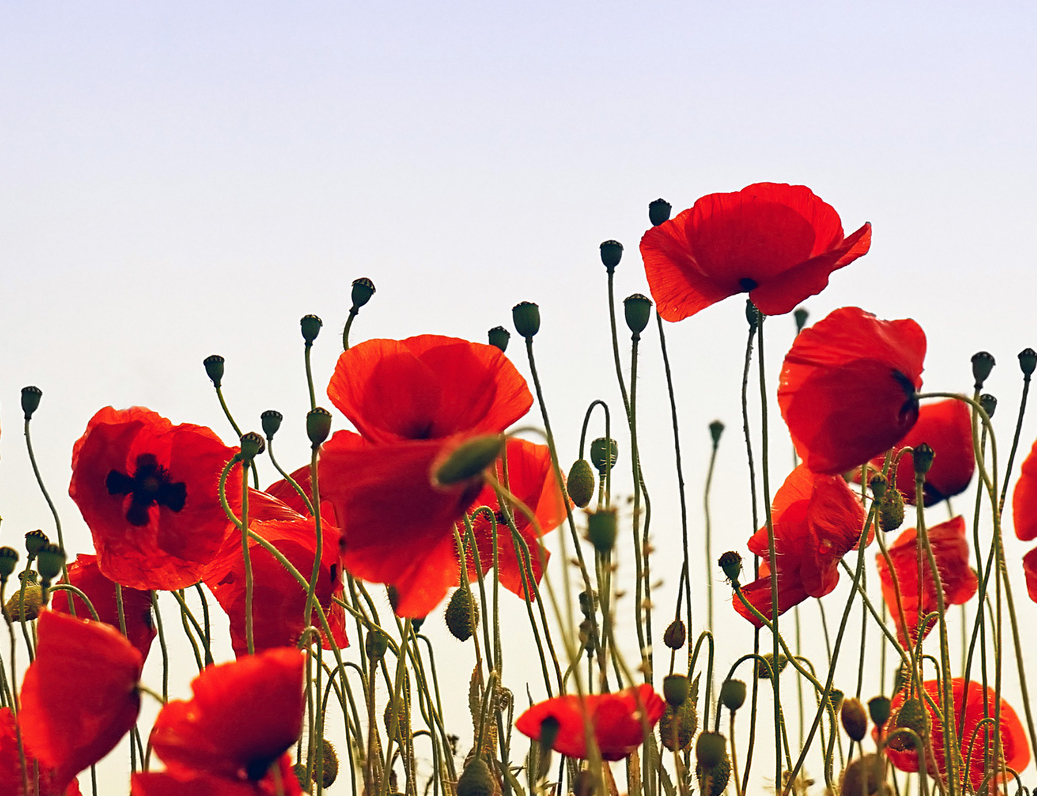 FIFA and The Poppy - Oxbridge Applications