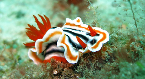 "Survival of the Sluggish"? New Research on Energy and Extinction ...