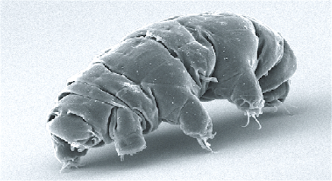 Tardigrade: The World's Most Amazing Animal! - Oxbridge Applications