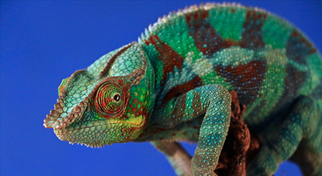 Chameleons and photonic crystals - Oxbridge Applications