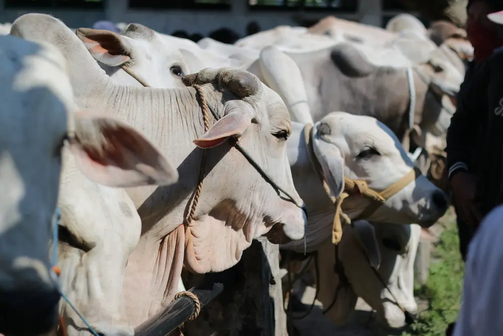 What Is Udhiyah and Is It Obligatory in Islam Today