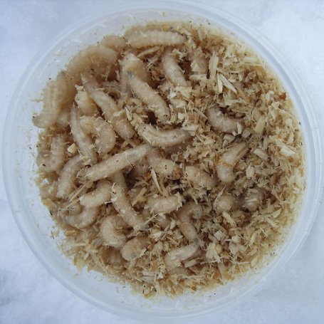 Alternative Pet Care: Medicinal... Maggots?