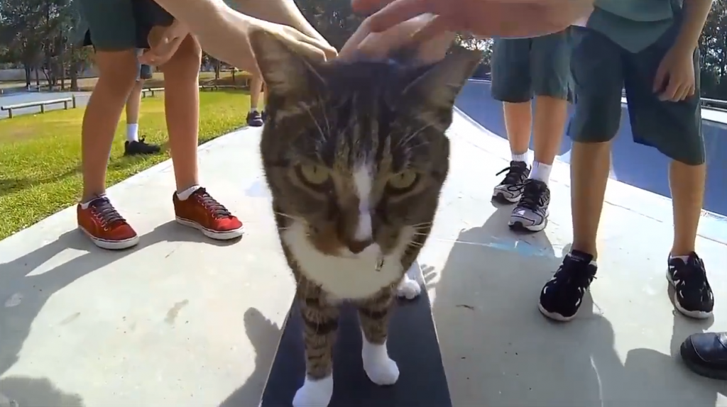 Skater Cat is More Talented than Any Skater Boy Could Ever Be [Cat ...