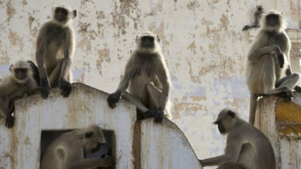 6 Monkey Mind Taming Tips - EcoSalon