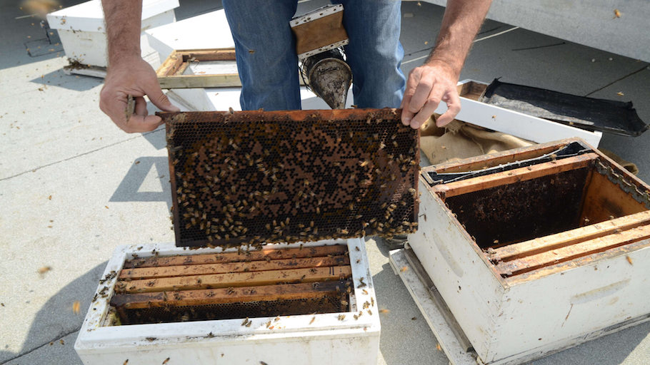 Can Urban Beekeeping Projects Save Our Food System?