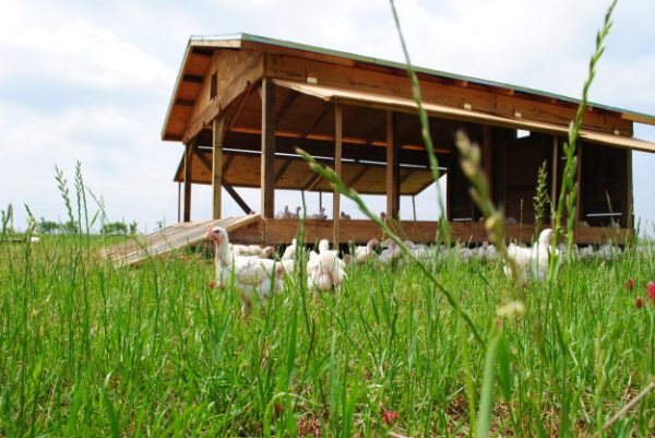 White Oak Pastures Embrace Sustainable Farming