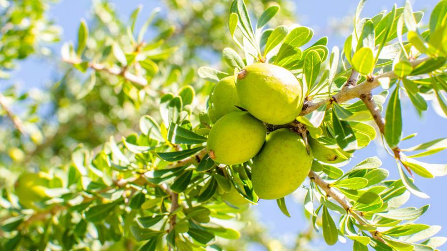7 Amazing Argan Oil Benefits for Healthy Skin and Hair