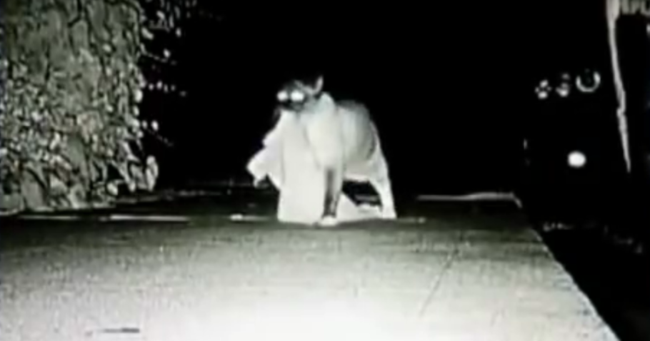 Real Cat Burglar Robs Neighborhood Blind [Video] - EcoSalon