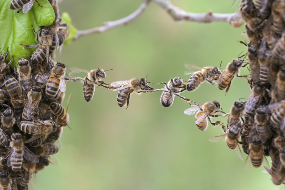 Scientists Looking Into Bee Behavior and Climate Change [Video]