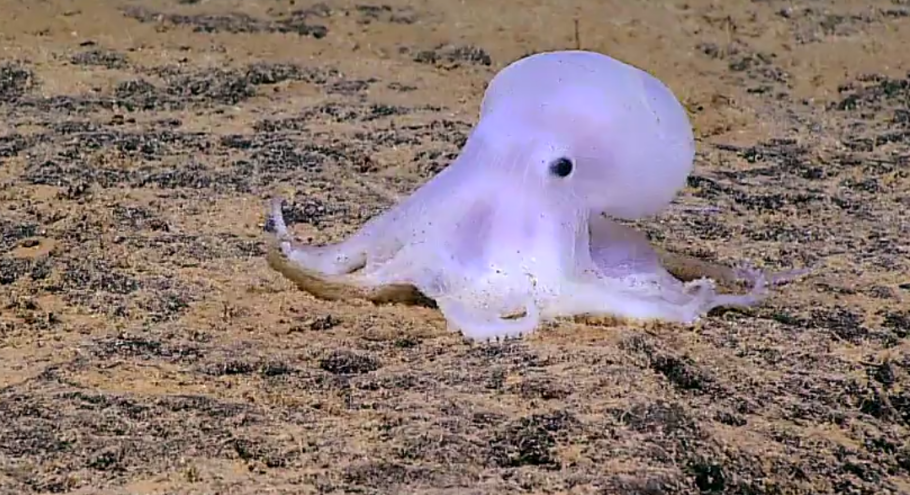 Gaze in Awe at this Ghostlike Tiny Octopod [Video] - EcoSalon