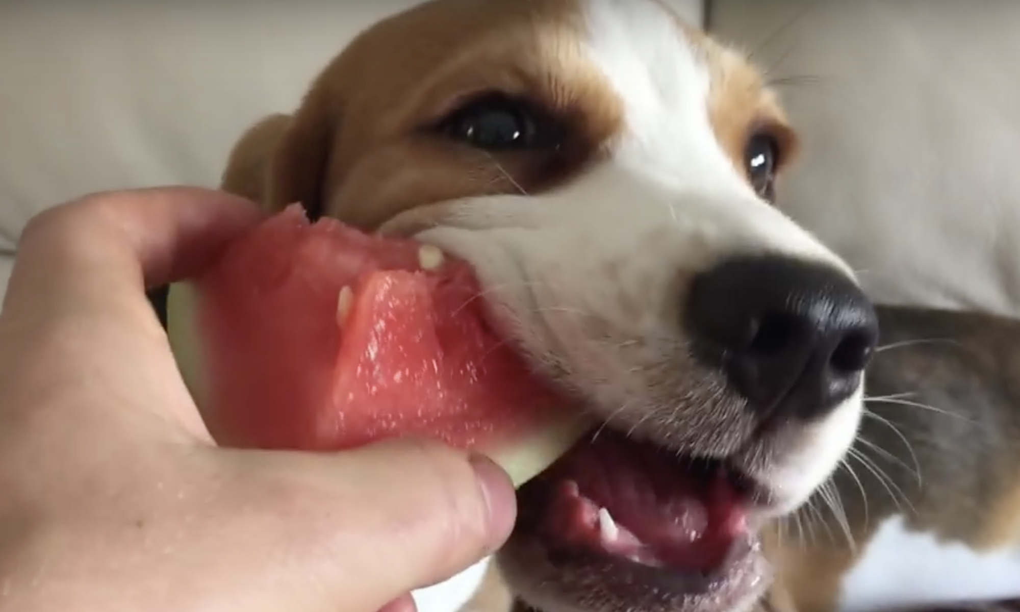 Two Cute Beagles Demonstrate How They Cool Off [Video]
