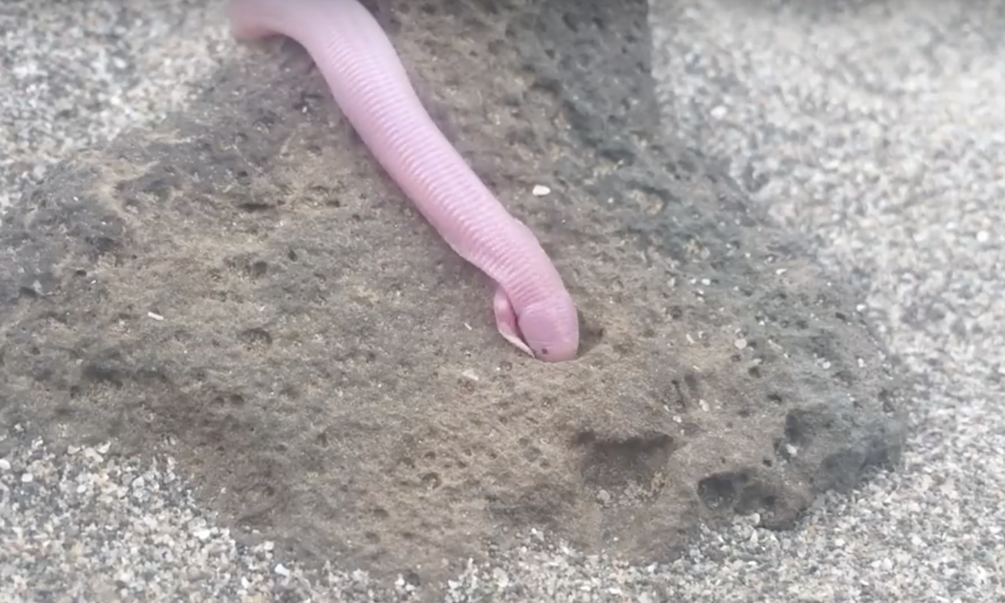 Cute, Pink Lizard with T-Rex Arms Steals Hearts [Video]