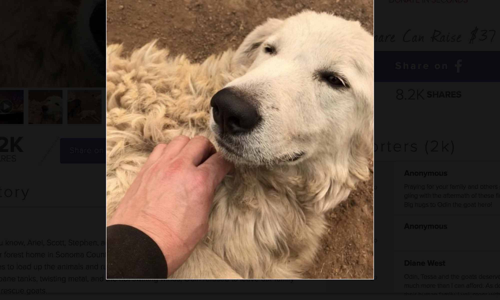 Odin is the Best Dog Ever [Video]