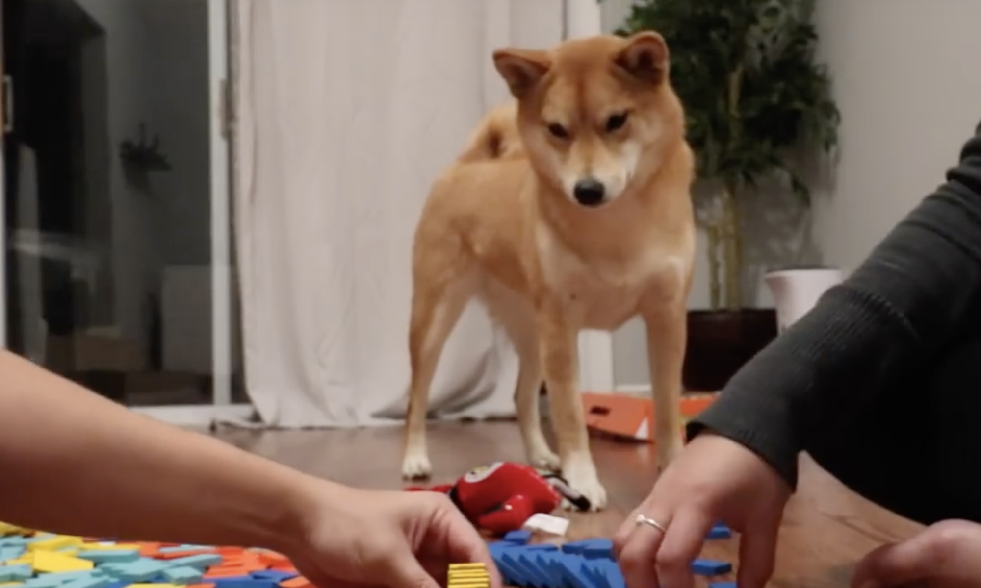 This Dog is a Domino Master!