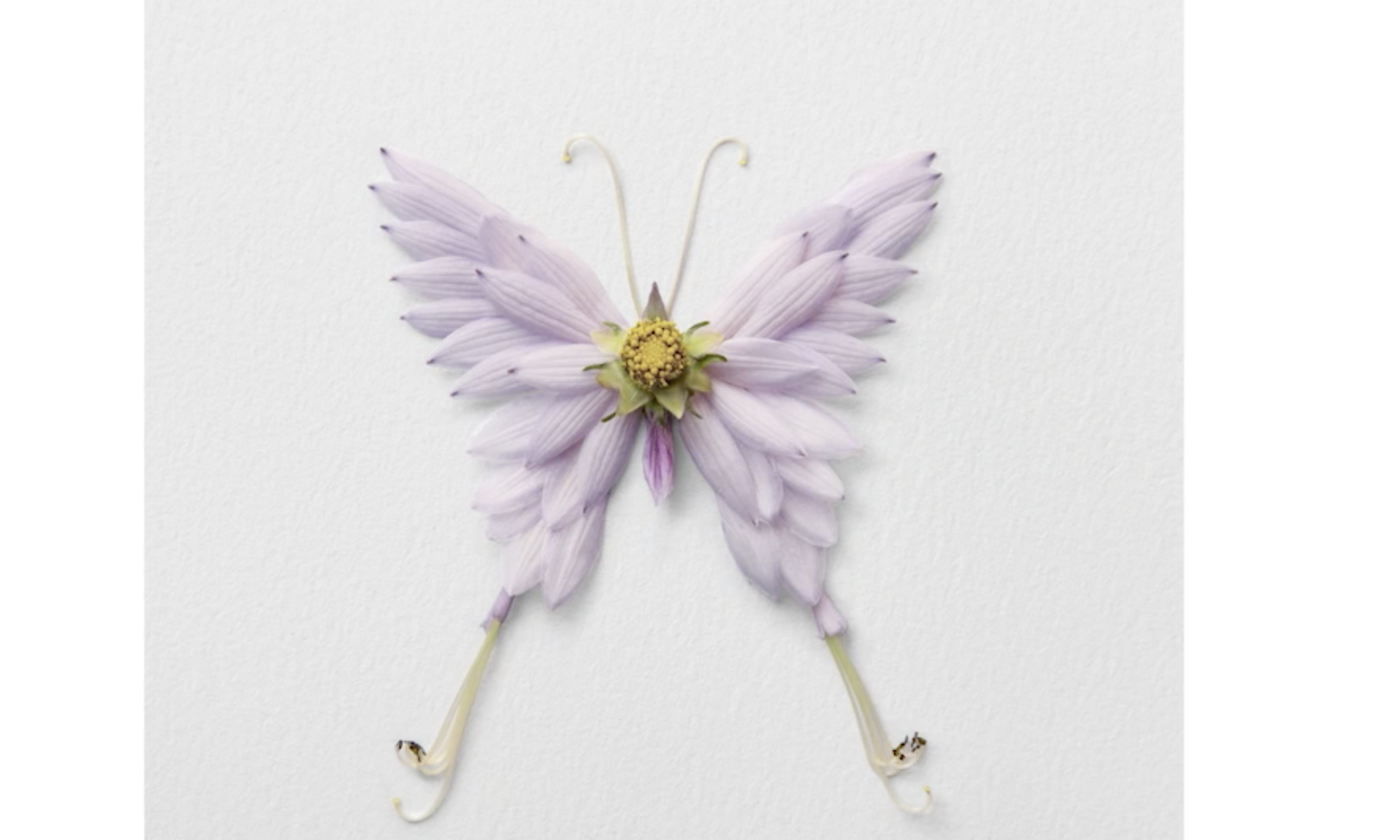 Flowers, Grass, and Plant-Inspired Insect Art
