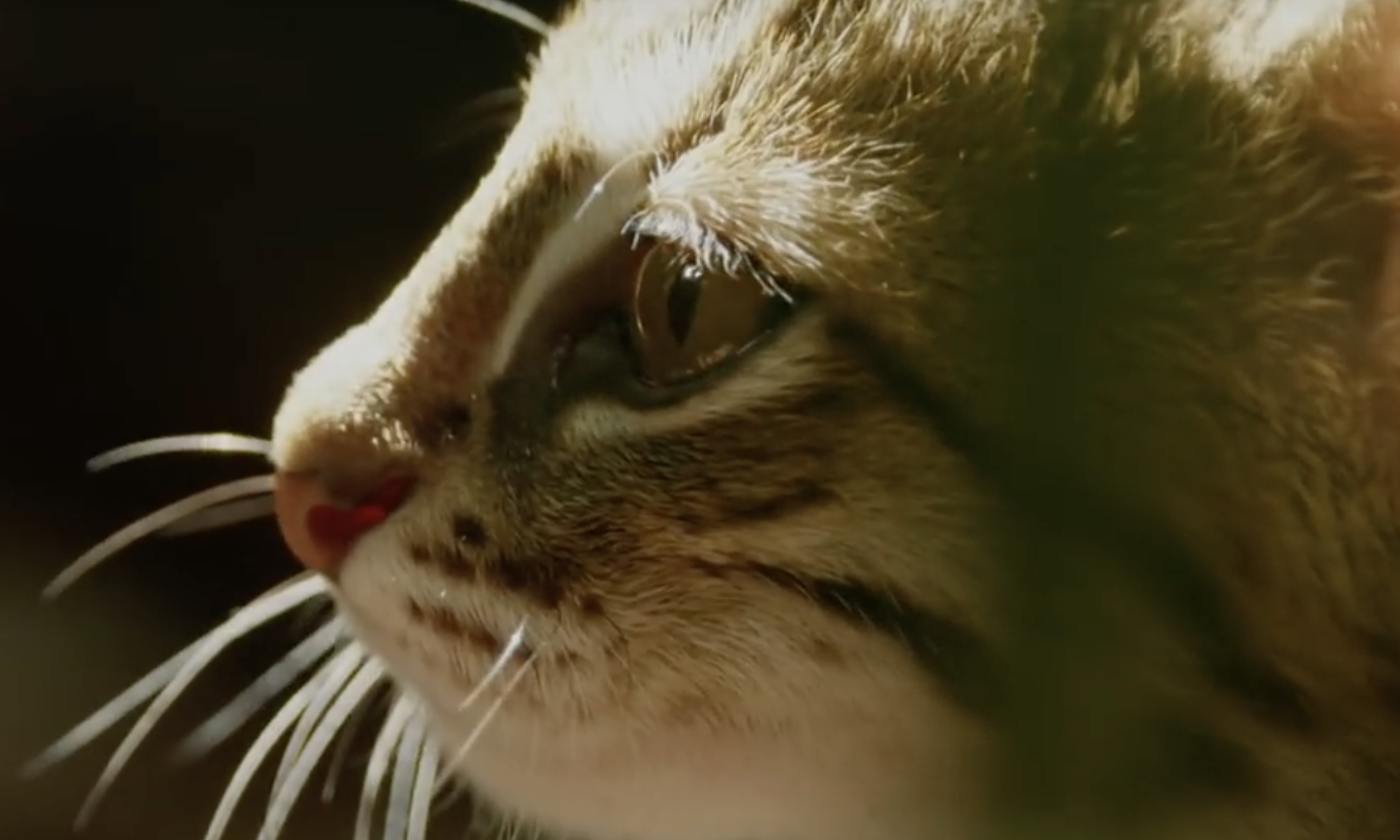 Small Forest Cat is Quick, Cunning, and Cute