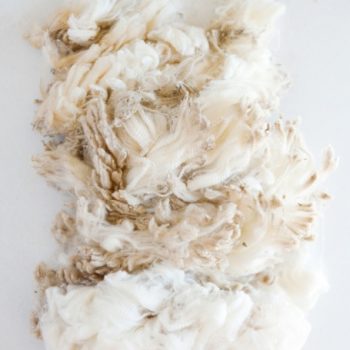 Exploring the Farmers and Designers Utilizing Organic Wool