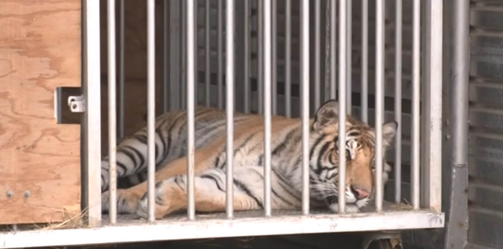 Missing Texas tiger transported to animal sanctuary | Court TV