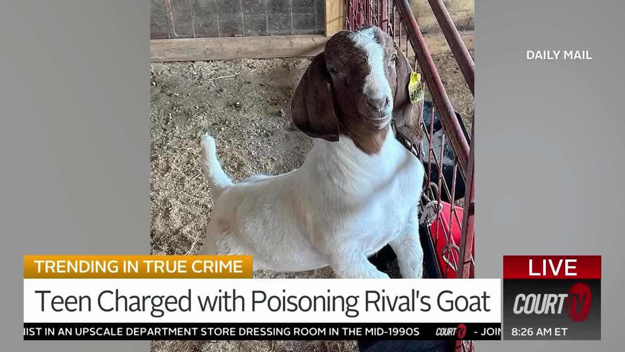 Cheerleader Charged in Killing of Rival's Show Goat | Court TV Video