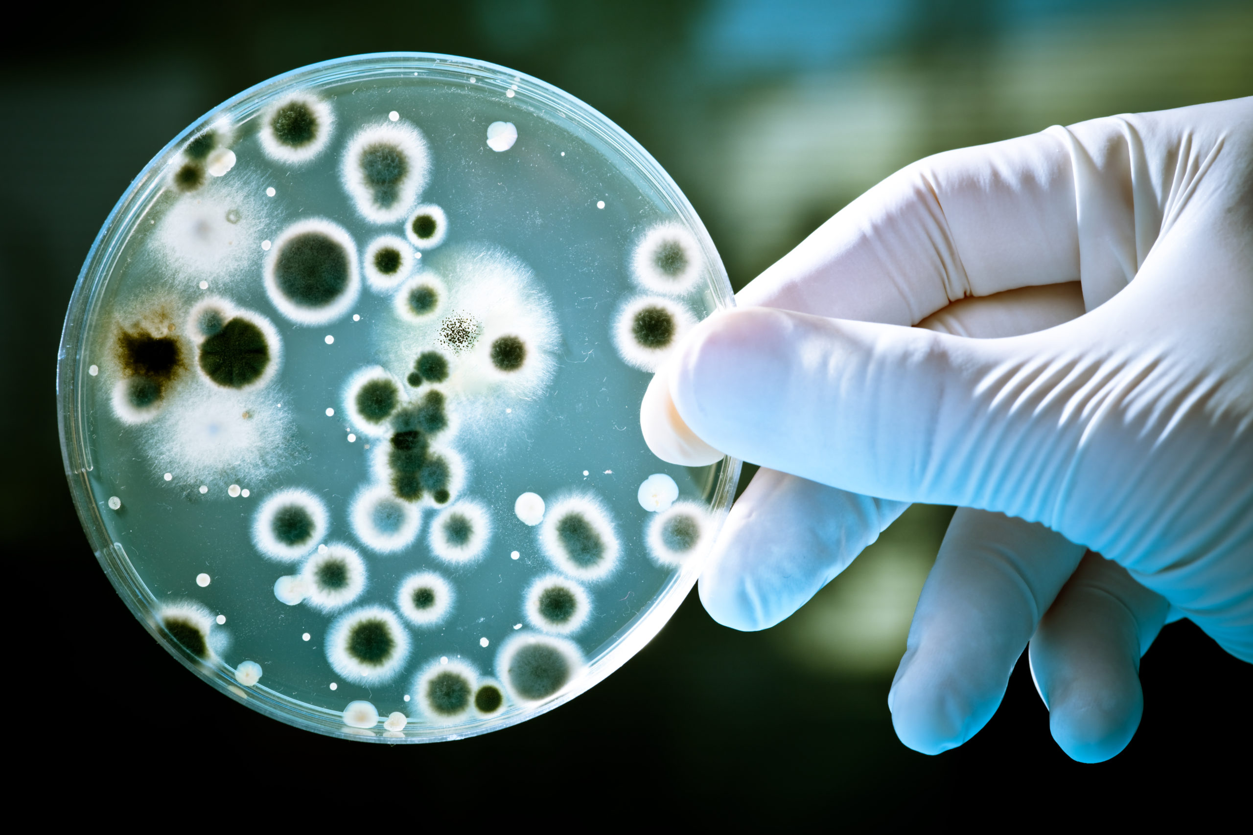Las 10 Superbacterias Más Mortales De La Actualidad