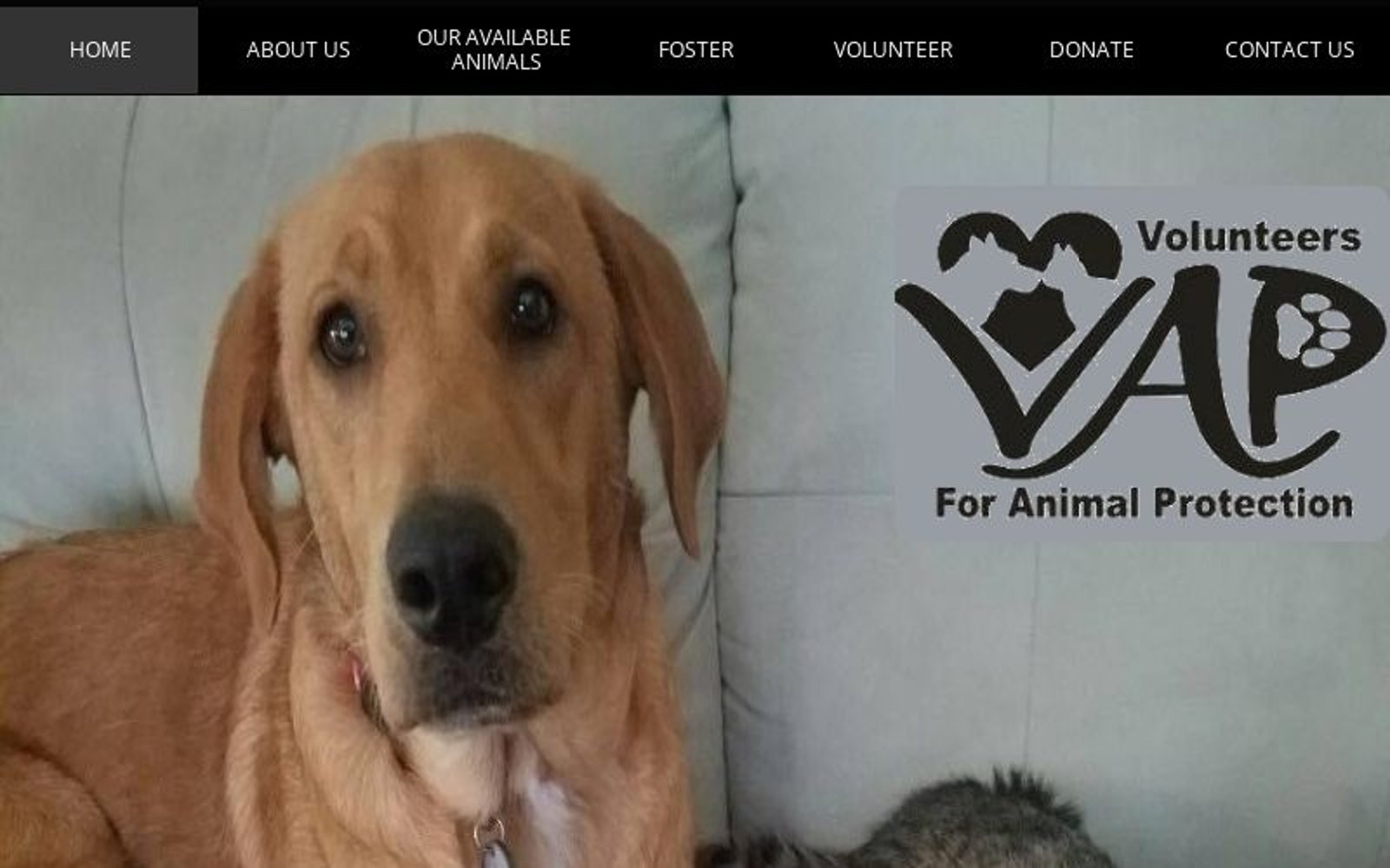 OUR AVAILABLE ANIMALS