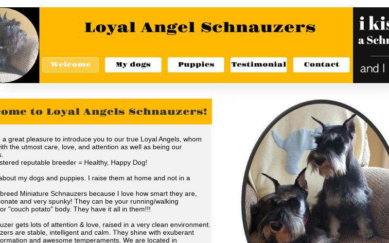 Loyal Angel schnauzers are located in Burlington, Ontario Canada