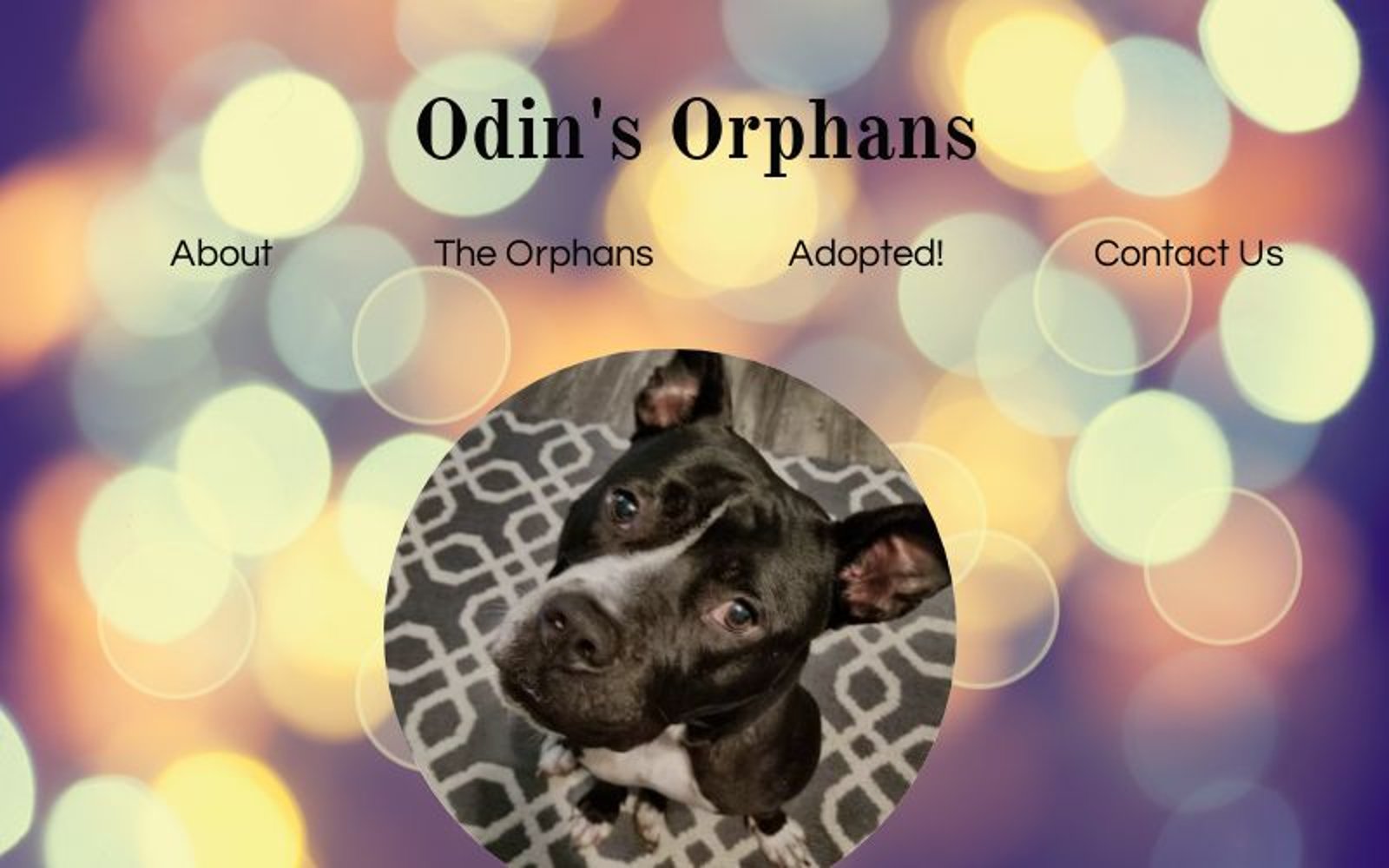 Features all orphans available for adoption