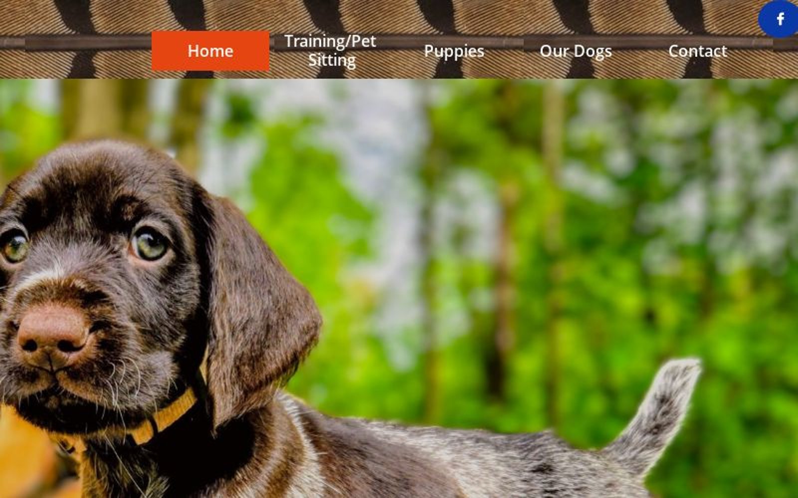 Bearded Gundogs - German Wirehaired Pointers