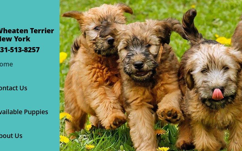 Puppies for Sale