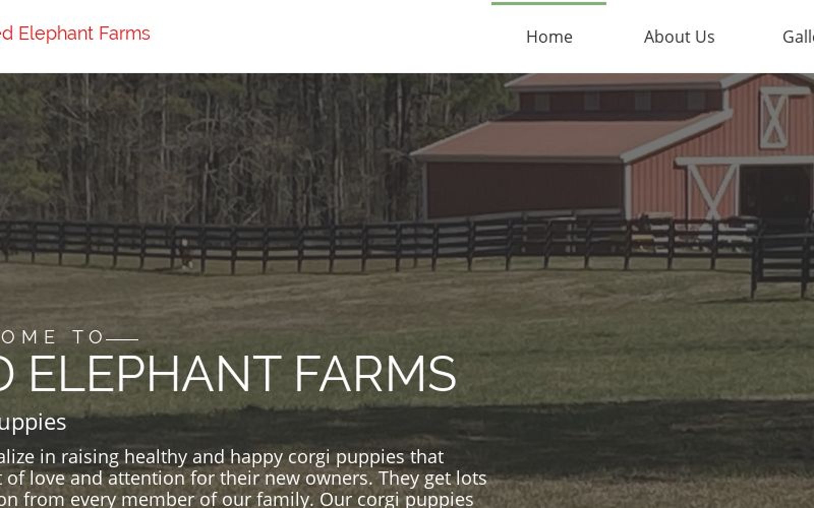 Corgi Dogs Georgia - South Carolina | Red Elephant Farms