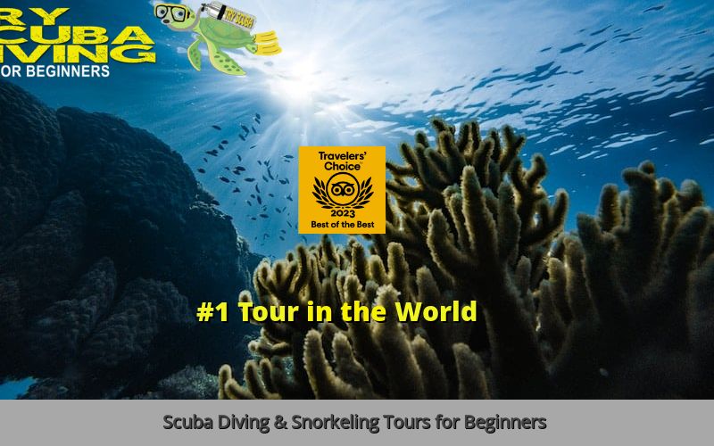 Scuba Diving Puerto Rico | Snorkeling Tour San Juan | Try Scuba Diving Scuba Diving Puerto Rico | Snorkeling Tour San Juan | Try Scuba Diving