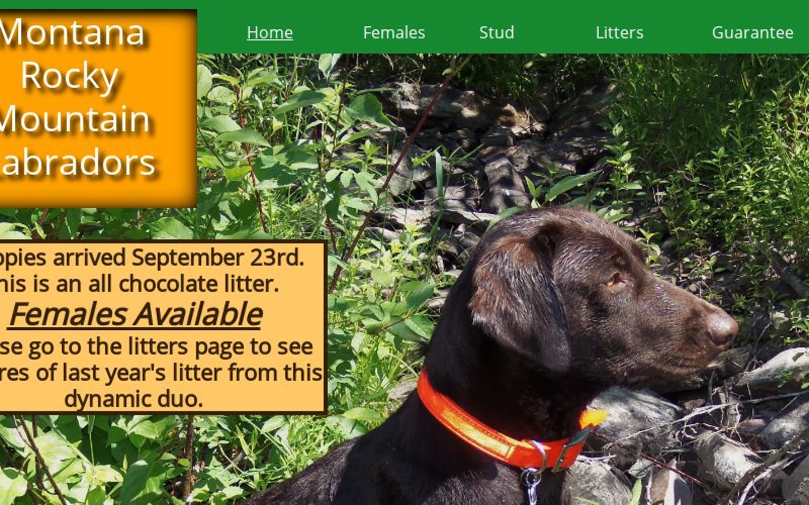 Home [montanarockymountainlabradors.com]