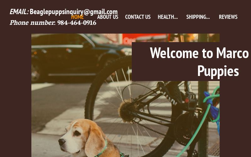 Beagle Puppies For Sale - AKC Marco Beagles - AKC Marketplace