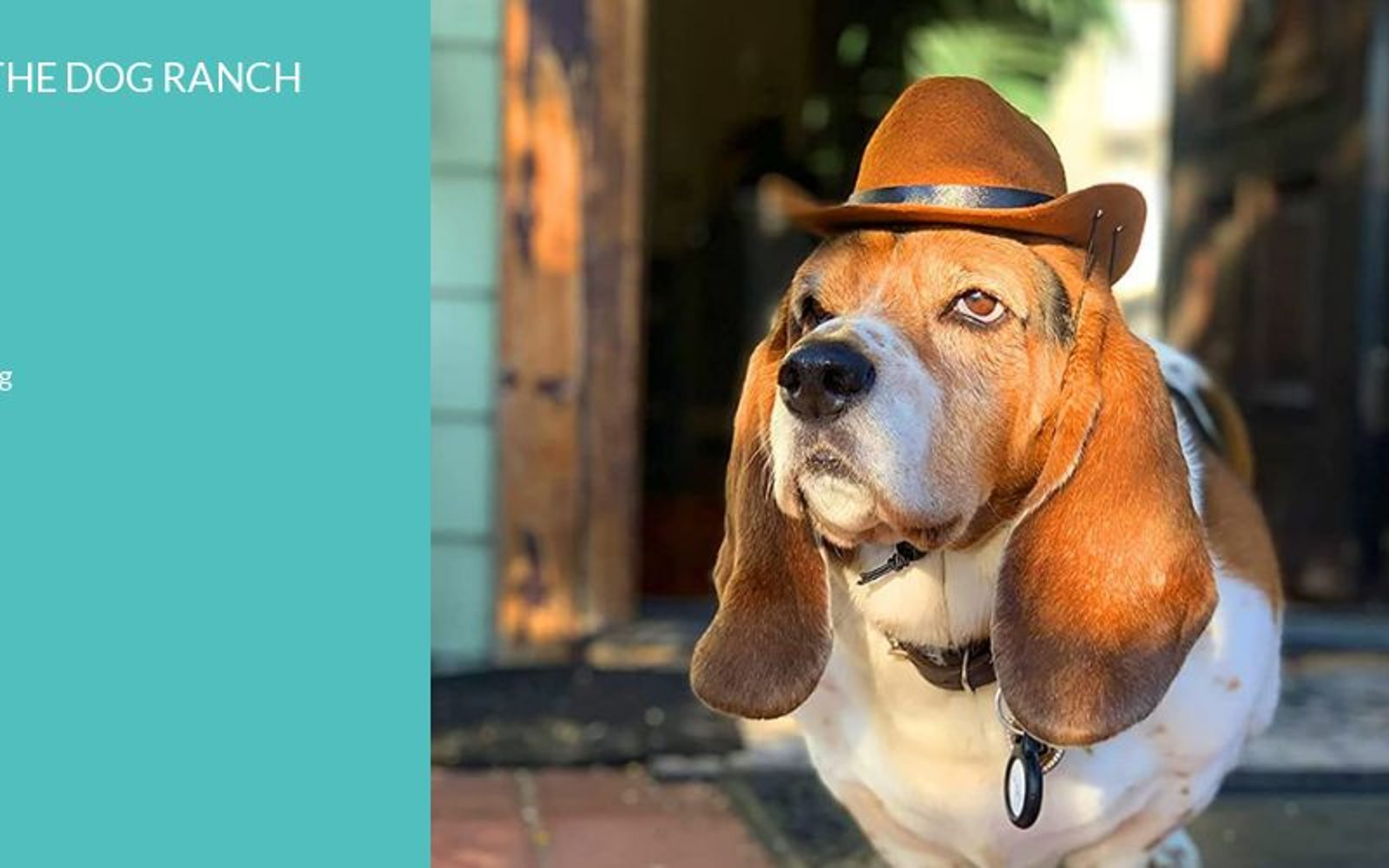 Home [thedogranchtexas.com]