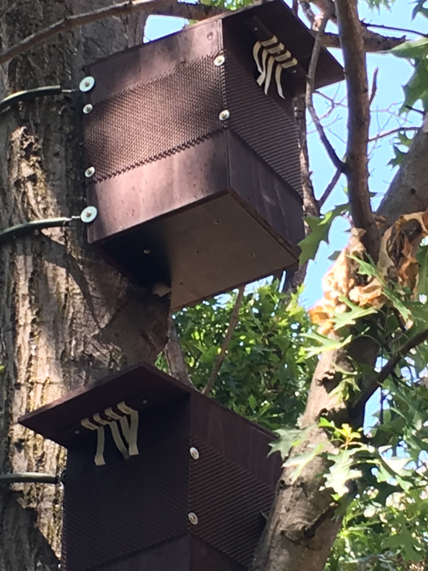 Possum Capture, Eviction, Proofing And Rescue.