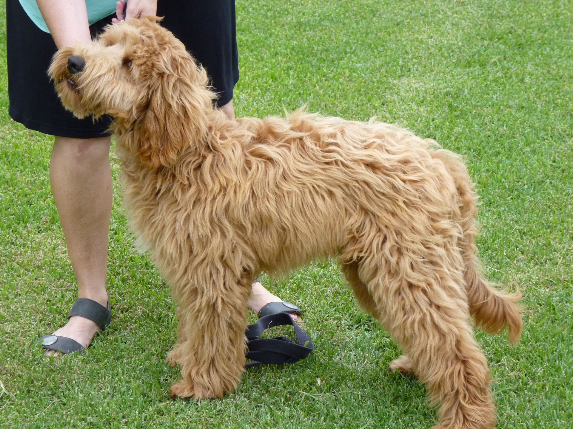 Labradoodles, Australian Labradoodles, Labradoodle breeders, Cobberdog ...
