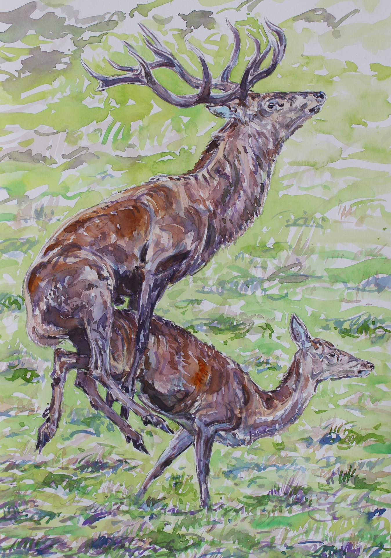 Wildlife Art and Paintings by David Bennett MA RCA SWLA