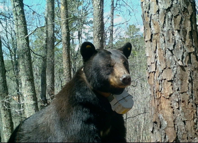 The Eastern Black Bear Workshop