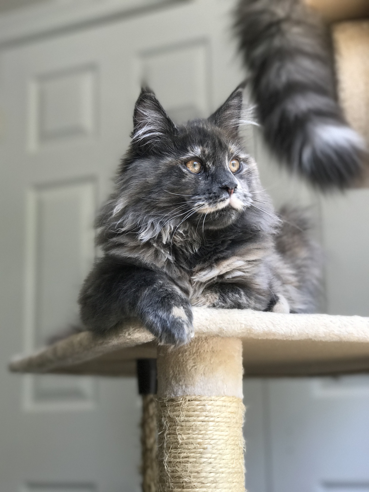 BekkrAmee Maine Coon photo gallery