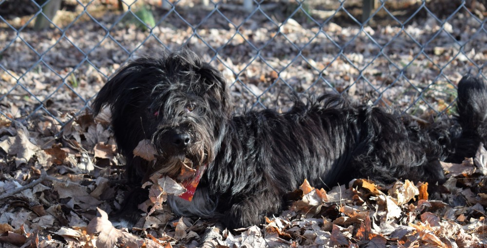 Adoptable Pets