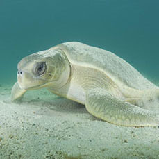 Sea Turtles