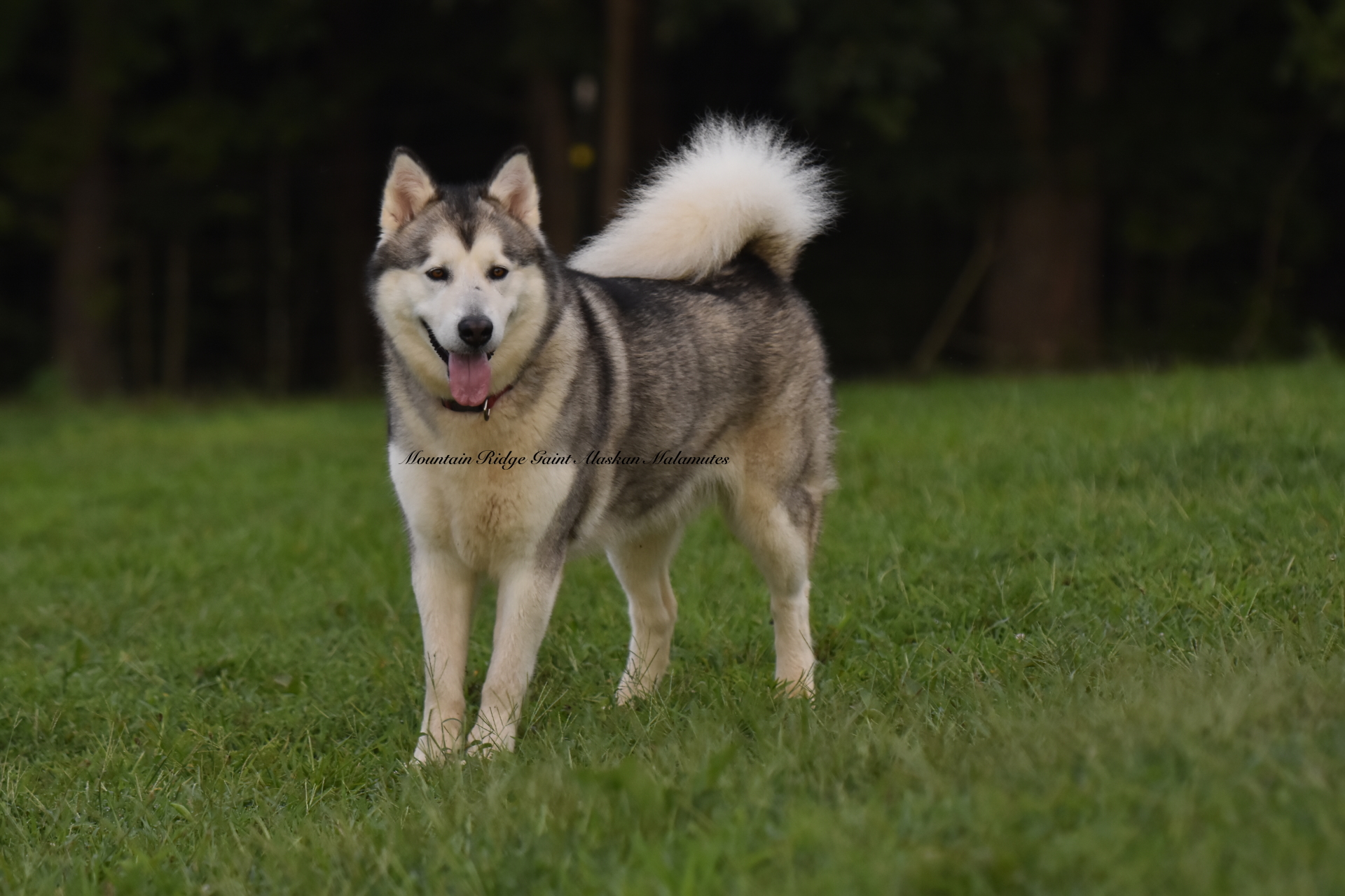 Information on Alaskan Malamutes