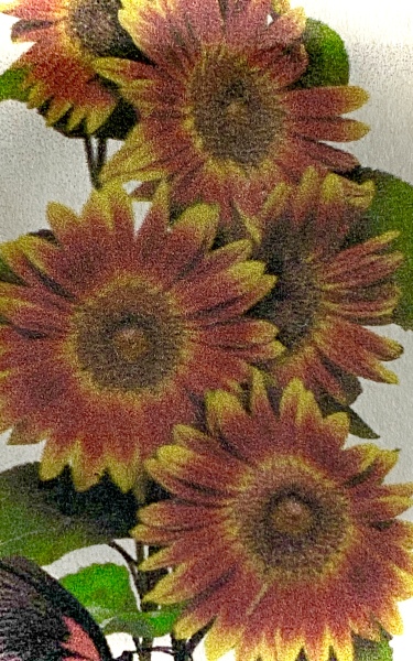 Sundance Kid Sunflower