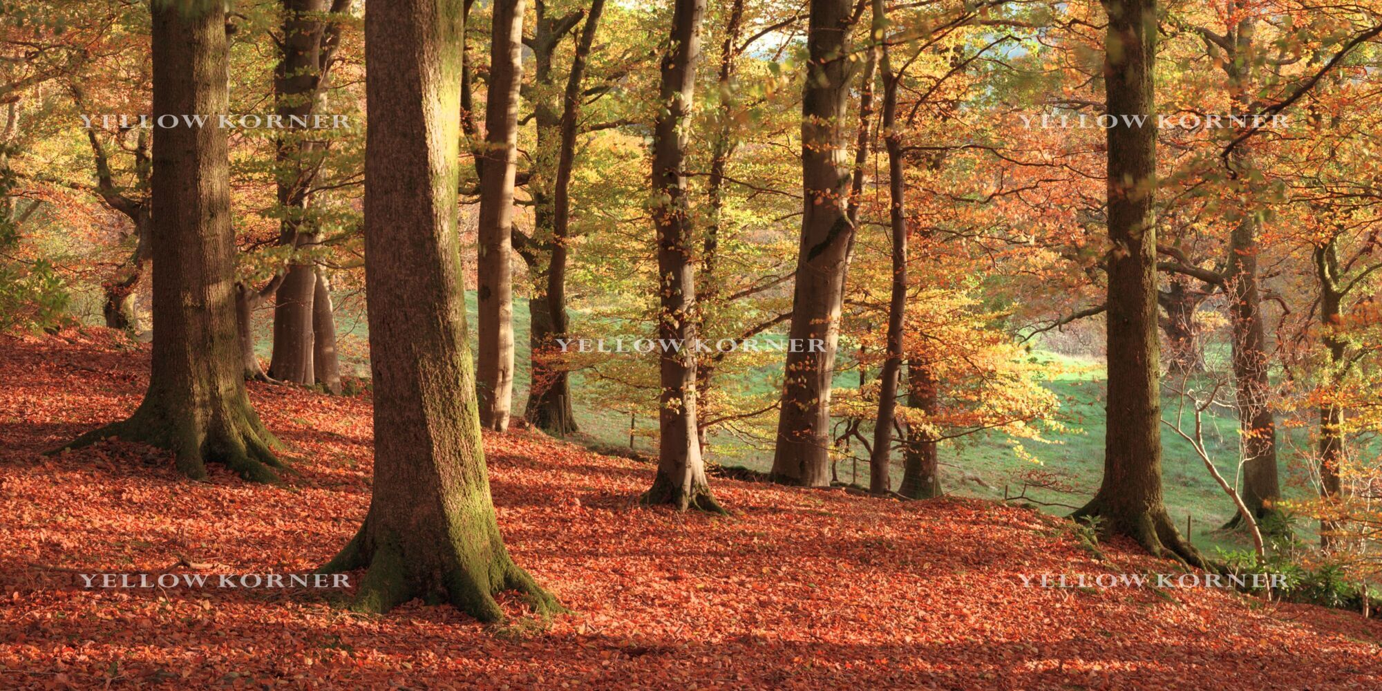 A Golden hour , Forest, David Clapp · Art photographs · YellowKorner