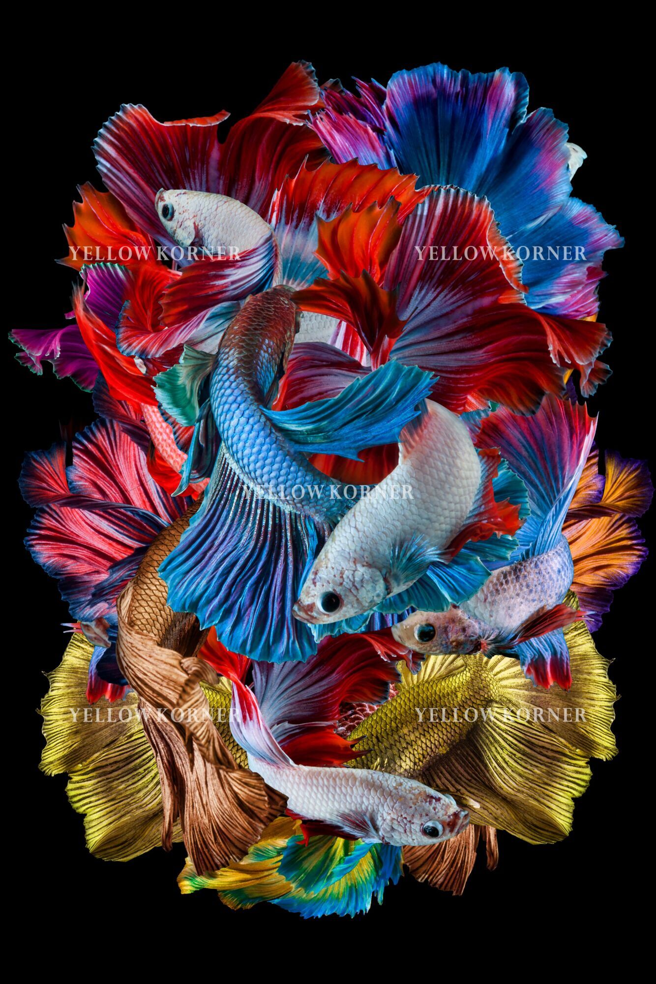 DANCING BETTA FISH, Fish, DHIKY ADITYA · Art photographs · YellowKorner