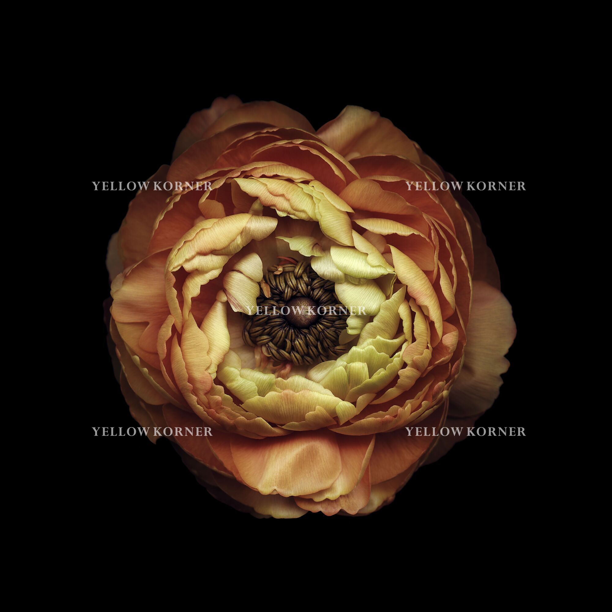 Coco, Fleurs, KATE SCOTT · Photographies d'art · YellowKorner